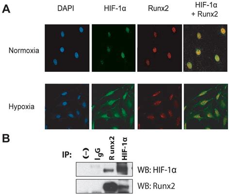 Physical And Functional Interactions Between Runx2 And Hif 1α Induce