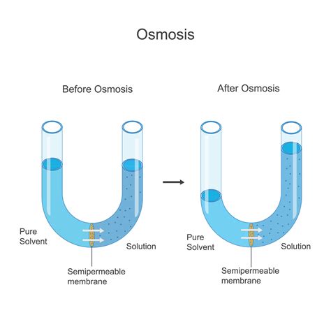 Osmosis Is The Passive Movement Of Water Molecules Through A