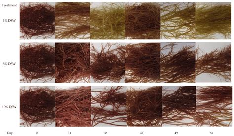 Novel Land Based Tropical Red Macroalgae Cultivation System Is Based On
