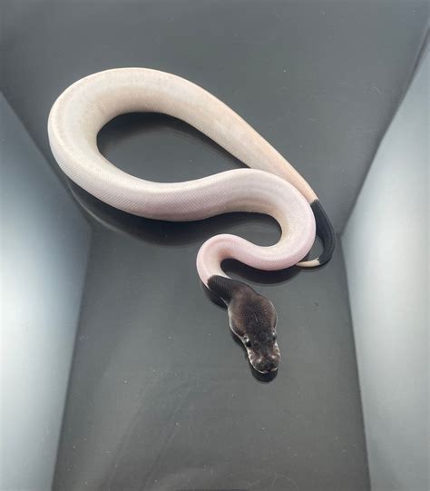 Panda Pied Ball Python By Jts Exotics Morphmarket