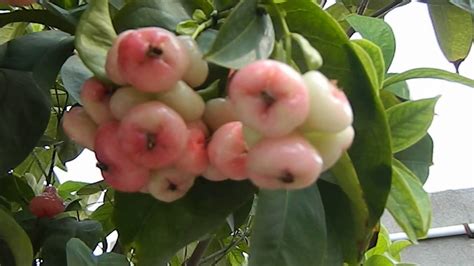 Bell Fruit Jamrul Tree Youtube