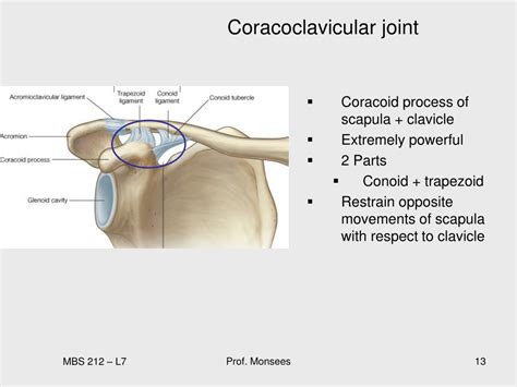 Ppt Mbs 212 Human Movement Powerpoint Presentation Free Download