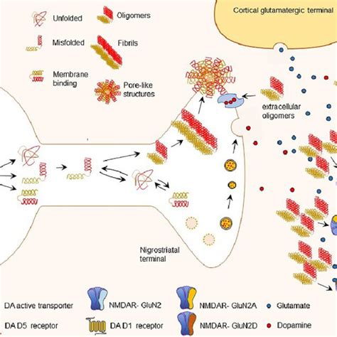 3 schematic representation of the neuronal alterations induced by