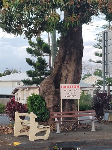 Beware Of Falling Mangoes Raustralia