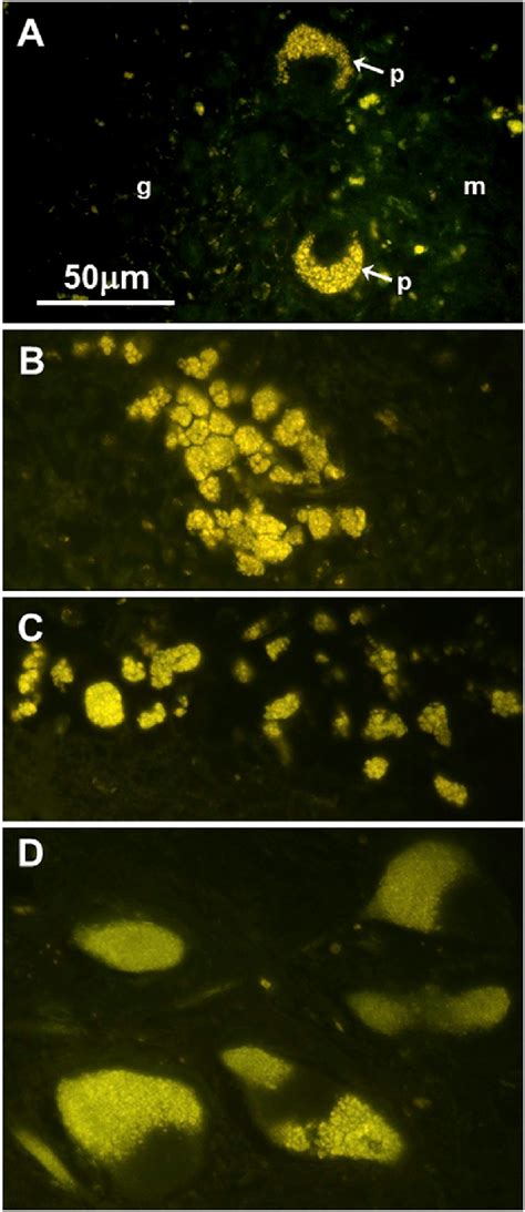 Fluorescence Micrographs Unstained Sections Of The Cerebellar Purkinje Download Scientific