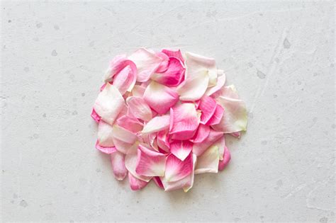 장미 꽃잎 밝은 회색 콘크리트 배경에 거짓말 부드러움 결혼식 엽서 및 장식을 위한 커버 플랫 레이 평면도 텍스트 복사 공간 개념에 대한 스톡 사진 및 기타 이미지 Istock