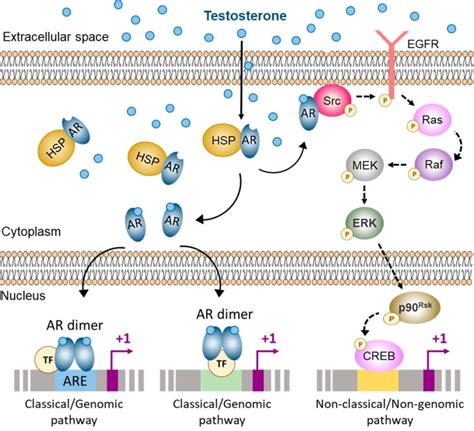 Importance Of The Androgen Receptor Signaling In Gene Transactivation And Transrepression For