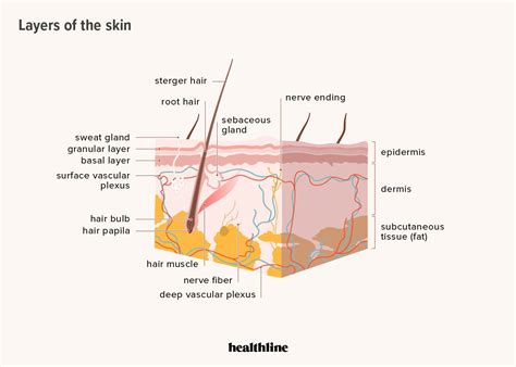 Subcutaneous Tissue Function And What Can Impact Its Health
