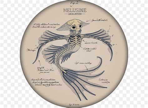 Short Film Mermaid Legend Melusine PNG X Px Film Legend Melusine Mermaid Ningyo