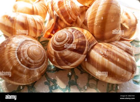 Empty Snail Shells Stock Photo Alamy