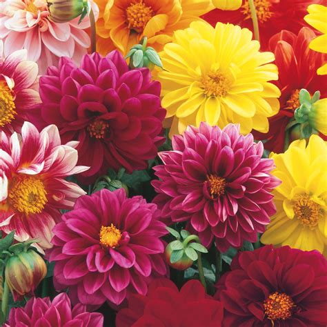 Unwins Dahlia Unwins Dwarf Hybrids Seeds Flower Seeds Unwins Uk