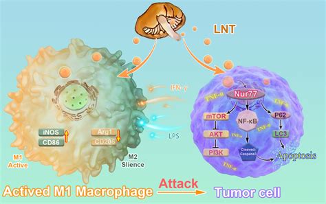 Schematic Diagram Of Lentinus Edodes Lnt‐mediated Improvement In The