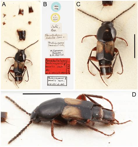 Photographs Of Vatesini Tachinoporus Basalis Syntype Female A