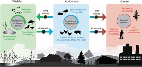 Avian Influenza Life Cycle