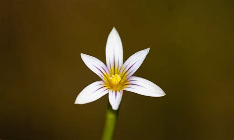 Romulea Columnae Bodur çiğdem Kocaeli Bitkileri