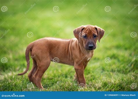Cute Ridgeback Puppies