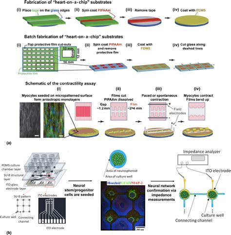 Multi Organ On A Chip For Personalized Precision Medicine MRS Communications Cambridge Core