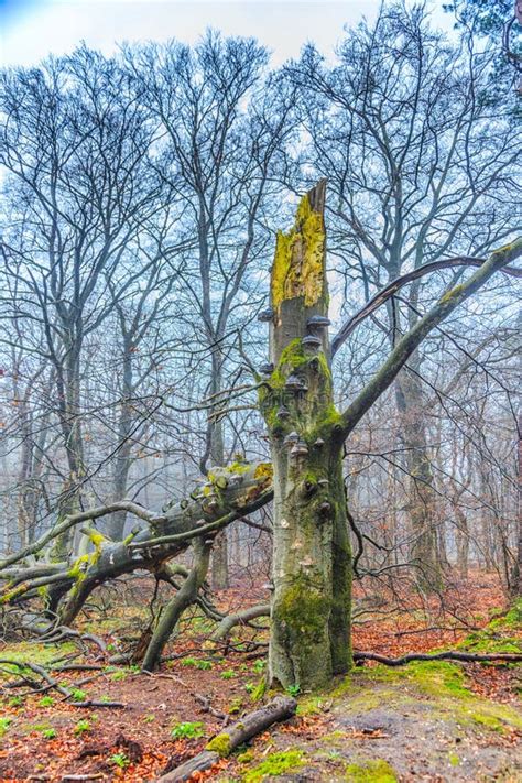 Dead Beech Tree Fagus Sylvatica Fomes Fomentarius Stock Image Image Of Leaf Beech 117460053
