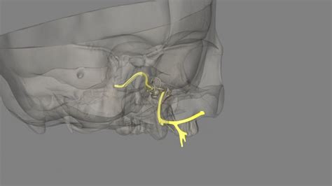 Premium Photo The Facial Nerve Is The Seventh Cranial Nerve