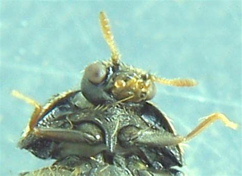 Orange Dermestid Larva Grows Up Trogoderma Ornatum Bugguidenet
