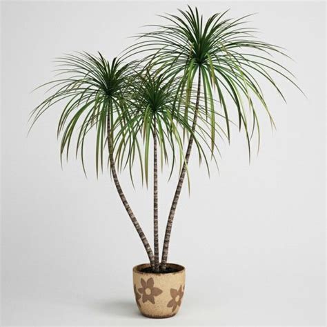 Dracena Dragon Tree Dracaena Plant Plants Dracena
