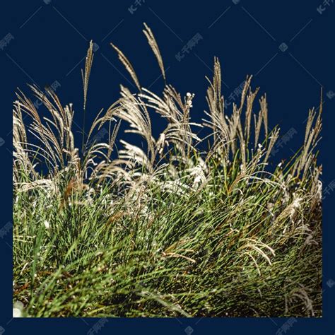 茅草植物素材图片免费下载 千库网