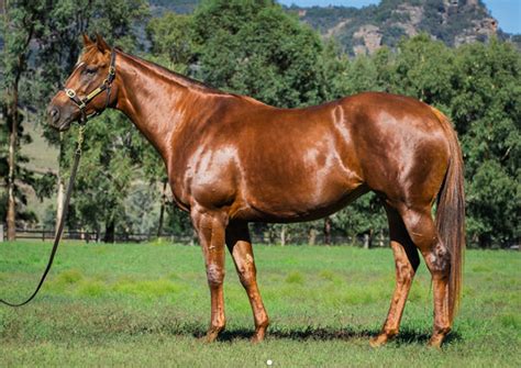 135 Million For Dosh Gets Ball Rolling At Inglis Chairmans Sale