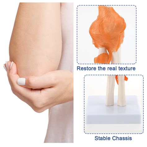 Life Size Human Elbow Joint Model Anatomy Model With Ligaments Lyou