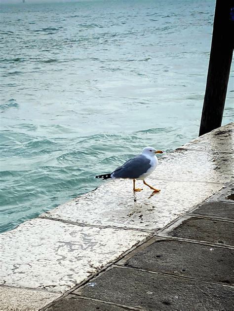 Venedig Jultchik7 Flickr