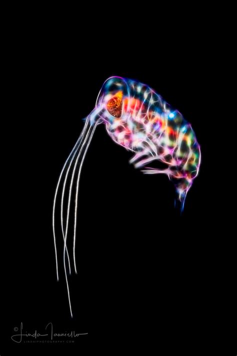 Hyperiid Amphipod Archives Linda I Photography