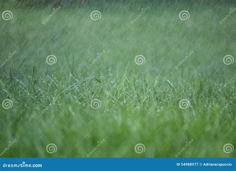 Grass With Rain Drops Watering Lawn Rain Blurred Green Grass