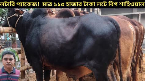 লটারি অফার ১১৫ হাজার টাকা লটে ১০০ ইন্ডিয়ান ব্রিডের শাহিওয়াল ও গীর
