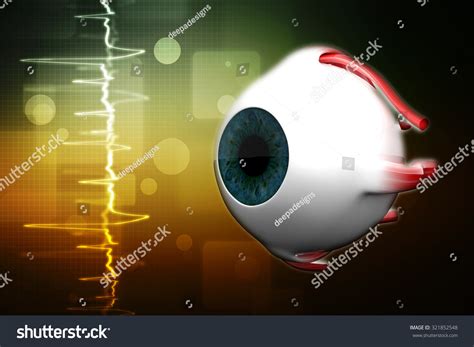 Human Eye Dissection Anatomy Stock Illustration 321852548 Shutterstock