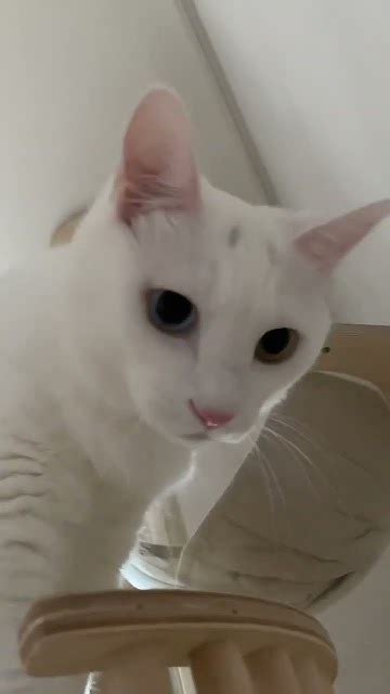 🤍이쁜이 고양이 루비🤍 고양이 두마리 집사일상 치즈속에루비 Youtube