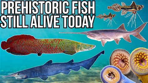 Prehistoric Fish Found Alive