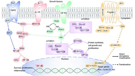 Signaling Pathways Related To Senescence Of Alveolar Epithelial Cells