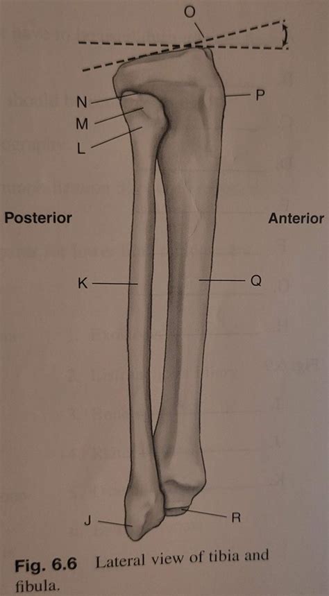 Lateral View Of Tibia Fibula Diagram Quizlet