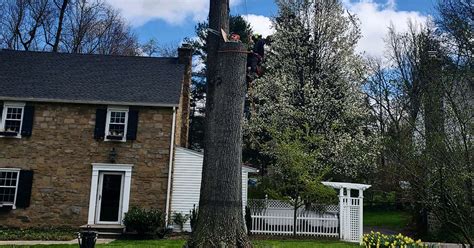 Best Ways To Remove A Tree From Your Yard