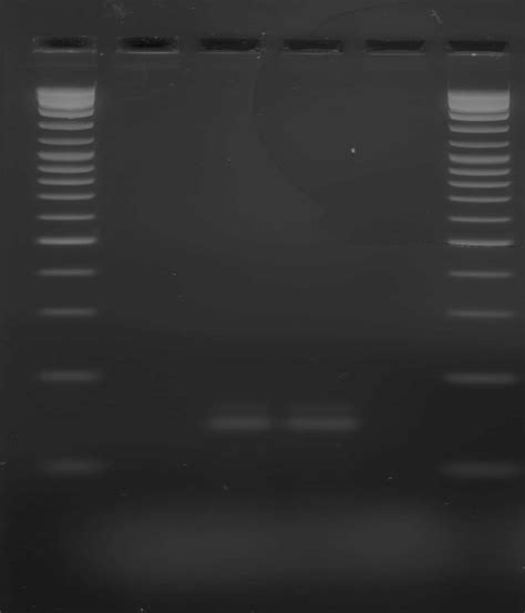 Amplification Of Cdna Generated Under Sorbitol Stress Using Copia Download Scientific Diagram