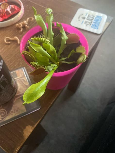 Repotting Rvenusflytrap