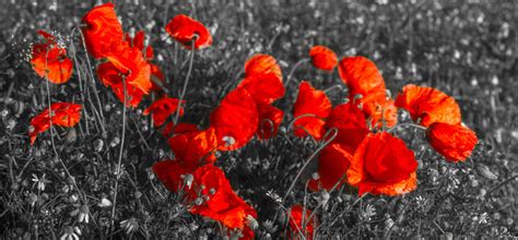 다른 필드 꽃과 허브 중 붉은 양 귀 비의 꽃근접 촬영 선택 색상 빨간색과 검은색만 0명에 대한 스톡 사진 및 기타 이미지 0명 검은색 계절 Istock