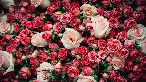 Bunch Of Red Roses Wallpaper
