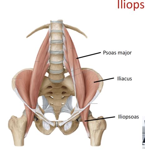 8a The O I A Of Anterior Hip Thigh Muscles Flashcards Quizlet