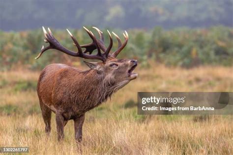 Red Stag Roar Photos And Premium High Res Pictures Getty Images