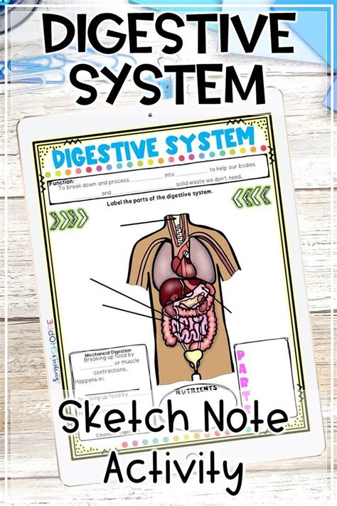 Digestive System Digital Distance Home Teaching Remote Learning Review Activity Middle School