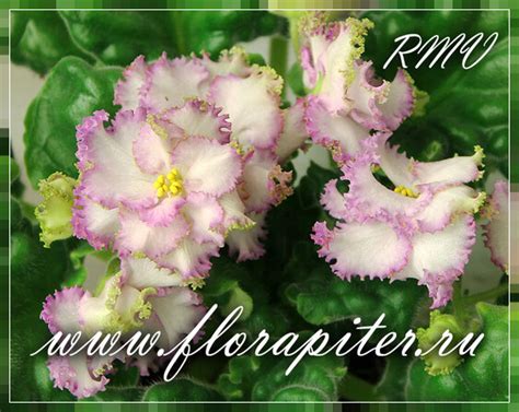 АВ-Монплезир (Фиалковод) 2016 - FloraPiter.Ru коллекционные ФИАЛКИ из ...