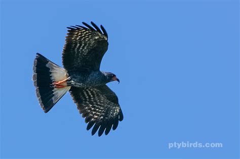 Great Black Hawk Bird Pictures