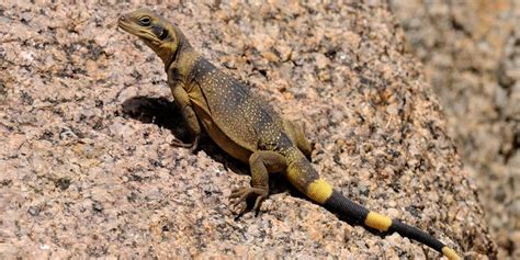 Lizard Digestive System How Lizards Eat Insects