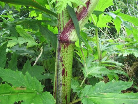 How To Identify Hogweed And Giant Hogweed