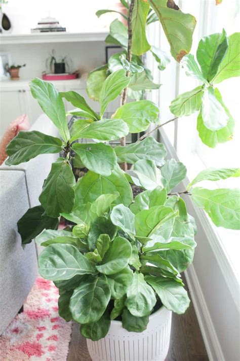 How To Grow And Care For A Fiddle Leaf Fig Tree Paisley Plants